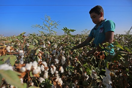 EGYPTIANS COLLECT COTTON CROP ON FARM Editorial Stock Photo - Stock ...