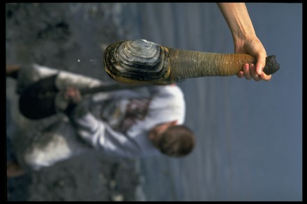 5 Goeduck clam digging Stock Pictures, Editorial Images and Stock ...