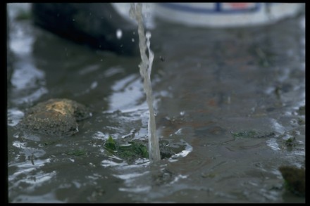 Geoduck Clams Feature Fountain Water Squirting Editorial Stock Photo ...