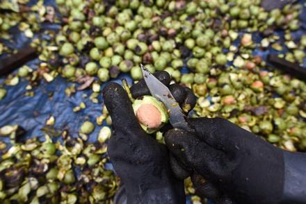 Farmer Peels Fresh Walnut During Harvesting Editorial Stock Photo ...