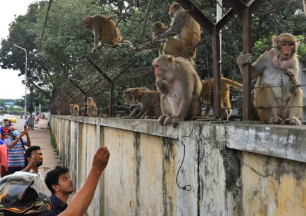 50 Stray monkeys Stock Pictures, Editorial Images and Stock Photos | Shutterstock