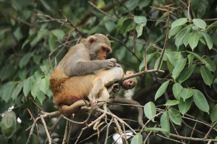 250 Monkey kids Stock Pictures, Editorial Images and Stock Photos | Shutterstock
