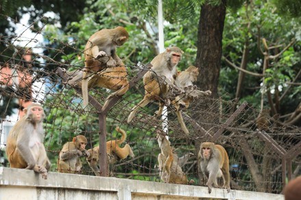 54 Stray monkeys Stock Pictures, Editorial Images and Stock Photos | Shutterstock
