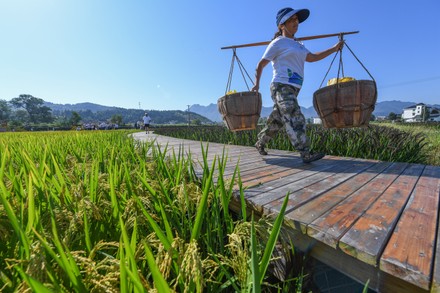 Farmer Participates Ricecarrying Relay Game Datong Editorial Stock ...