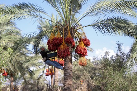 Farmers Harvest Dates Date Palm Trees Editorial Stock Photo - Stock ...