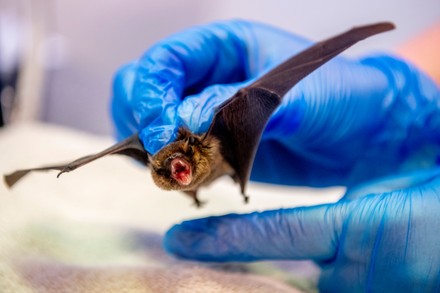 41 Bat shelter Stock Pictures, Editorial Images and Stock Photos ...