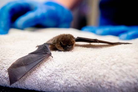 41 Bat shelter Stock Pictures, Editorial Images and Stock Photos ...