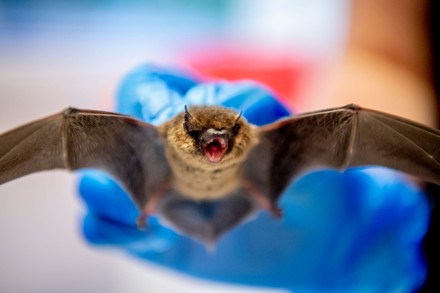 41 Bat shelter Stock Pictures, Editorial Images and Stock Photos ...