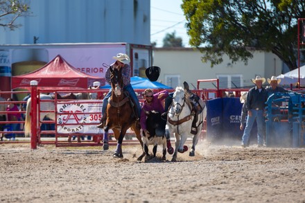 Cowboy Steer Wrestling Team Roping Tiedown Editorial Stock Photo ...