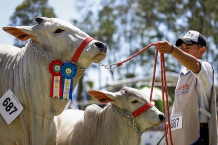 Winning Specimen Nelore Breed Her Calf Editorial Stock Photo - Stock ...