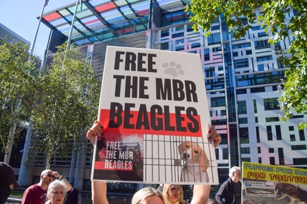 Free The MBR Beagles protest in London, UK - 24 Sept 2021 Stock ...