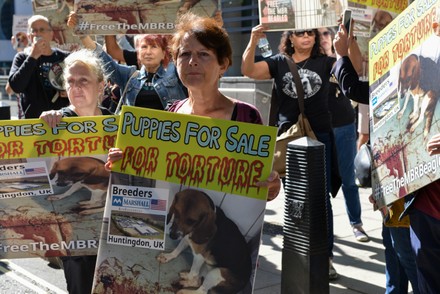 Protesters Hold Placards During Free Mbr Editorial Stock Photo - Stock ...