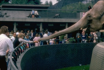 Boy Reaching Out Tickling Elephants Trunk Editorial Stock Photo - Stock ...