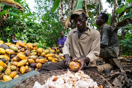 250 Cocoa farming Stock Pictures, Editorial Images and Stock Photos ...