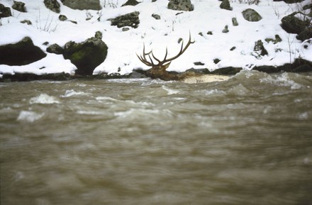 Elk Swimming Across Salmon River Idaho Editorial Stock Photo - Stock ...
