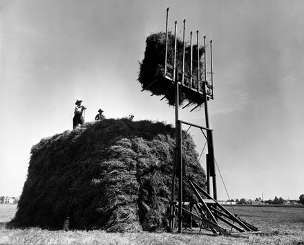 17 Stacking hay Stock Pictures, Editorial Images and Stock Photos ...