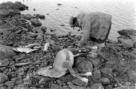 Canadian First Nations Man Skinning Deer Editorial Stock Photo - Stock ...