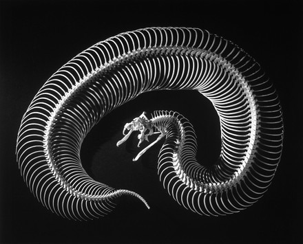 Skeleton 4footlong Gaboon Viper Showing 160 Editorial Stock Photo ...