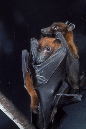 Pair Asian Fruit Eating Bats Aka Editorial Stock Photo - Stock Image ...