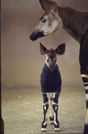 Young Okapi Born San Diego Zoo Editorial Stock Photo - Stock Image ...
