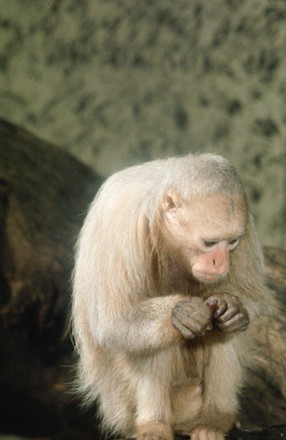 Vakari Monkey Bronx Zoo Editorial Stock Photo - Stock Image | Shutterstock