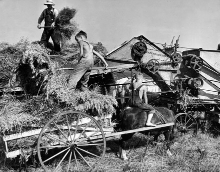 4 Men stack hay Stock Pictures, Editorial Images and Stock Photos ...