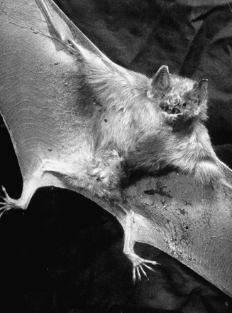 Rabid Male Vampire Bat Editorial Stock Photo - Stock Image | Shutterstock