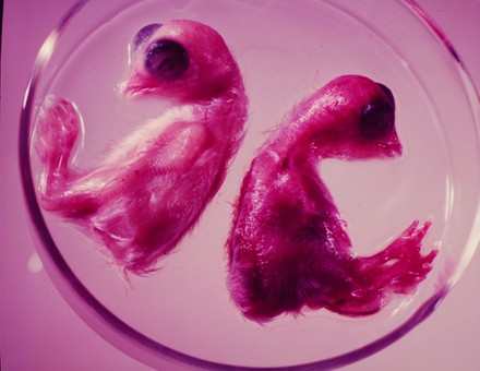 29 Animal fetus Stock Pictures, Editorial Images and Stock Photos ...