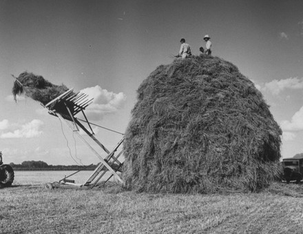17 Stacking hay Stock Pictures, Editorial Images and Stock Photos ...