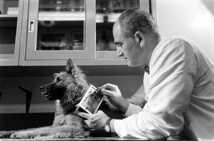 Doctor Adrian Kantrowitz Performing Animal Trials Editorial Stock Photo ...