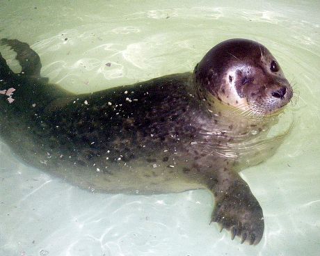 Oneeyed Seal Boomerang Blue Hunstanton Sea Editorial Stock Photo ...