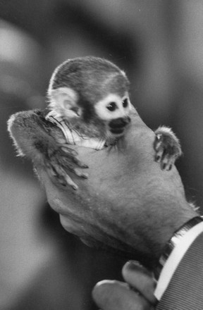 Monkey Named Baker Who Sent Jupiter Editorial Stock Photo - Stock Image ...