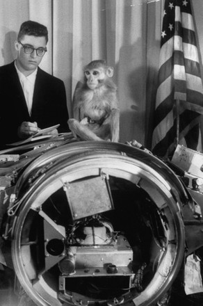 Monkey Named Able Sent Jupiter Missile Editorial Stock Photo - Stock ...