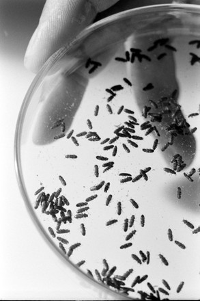 Closeup Cockroaches Inside Container United States Editorial Stock ...