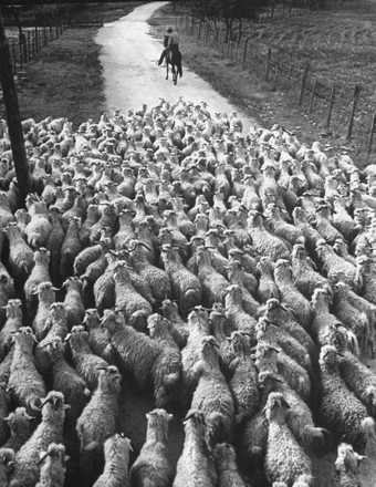 Flock Angora Goats Heading Home Pastures Editorial Stock Photo - Stock ...