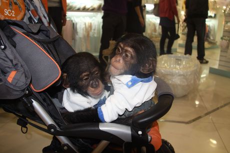 32 Chimp in clothes Stock Pictures, Editorial Images and Stock Photos ...