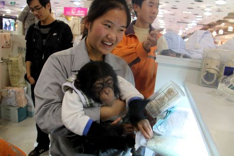 32 Chimp in clothes Stock Pictures, Editorial Images and Stock Photos ...