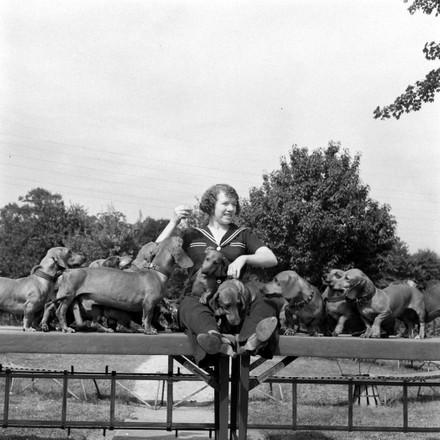 1,000 1930s dogs Stock Pictures, Editorial Images and Stock Photos ...