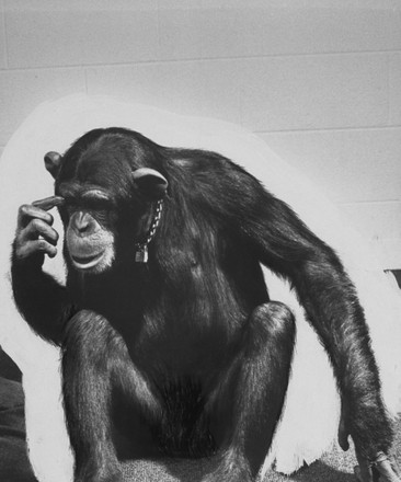 Chimp Being Taught Communicate Through Sign Editorial Stock Photo ...