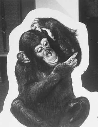 Chimp Being Taught Communicate Through Sign Editorial Stock Photo ...