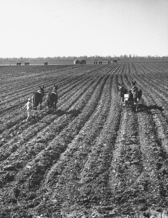 Areas Sharecroppers Working Cotton Fields Plow Editorial Stock Photo ...