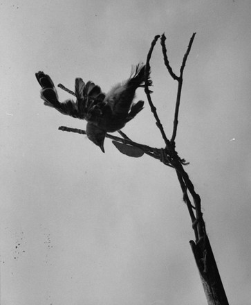 Bird Trapped On Gummed Branch Editorial Stock Photo - Stock Image ...