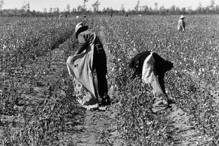 African American Farm Workers Picking Cotton Editorial Stock Photo ...