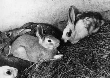 Rabbits Being Used Obtaining Antirabies Serum Editorial Stock Photo ...