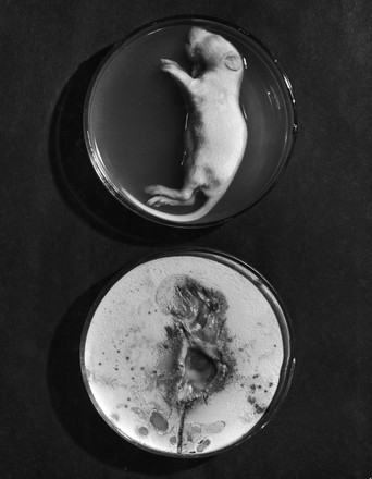 Body Lab Rat Raised University Notre Editorial Stock Photo - Stock ...