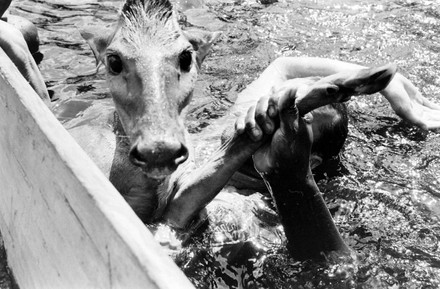 51 Operation gwamba Stock Pictures, Editorial Images and Stock Photos ...