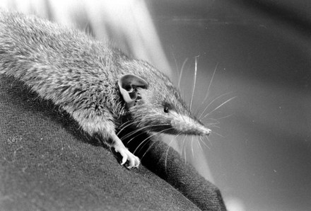 5 Guam shrew Stock Pictures, Editorial Images and Stock Photos ...