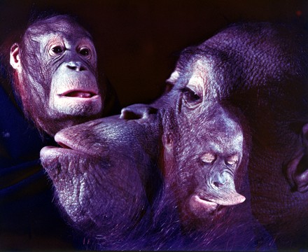 Multiple Exposure Monkey Heads Darwins Study Editorial Stock Photo ...