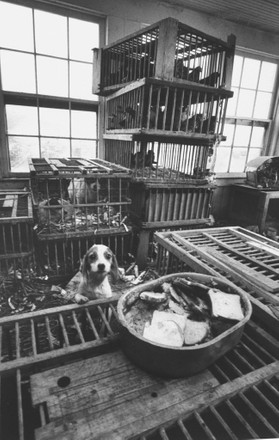 Dogs Pigeons Other Animals Having Been Editorial Stock Photo - Stock ...