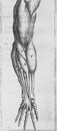 Muscles Arm Illustrated Italian Medical Book Editorial Stock Photo ...